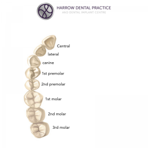 Teeth Names and the Tooth Numbering System - Harrow Dental Practice Blog