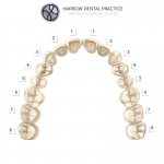 Teeth Names and the Tooth Numbering System - Harrow Dental Practice Blog
