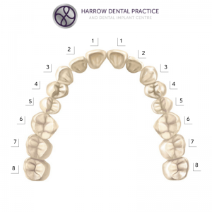 Teeth Names and the Tooth Numbering System - Harrow Dental Practice Blog